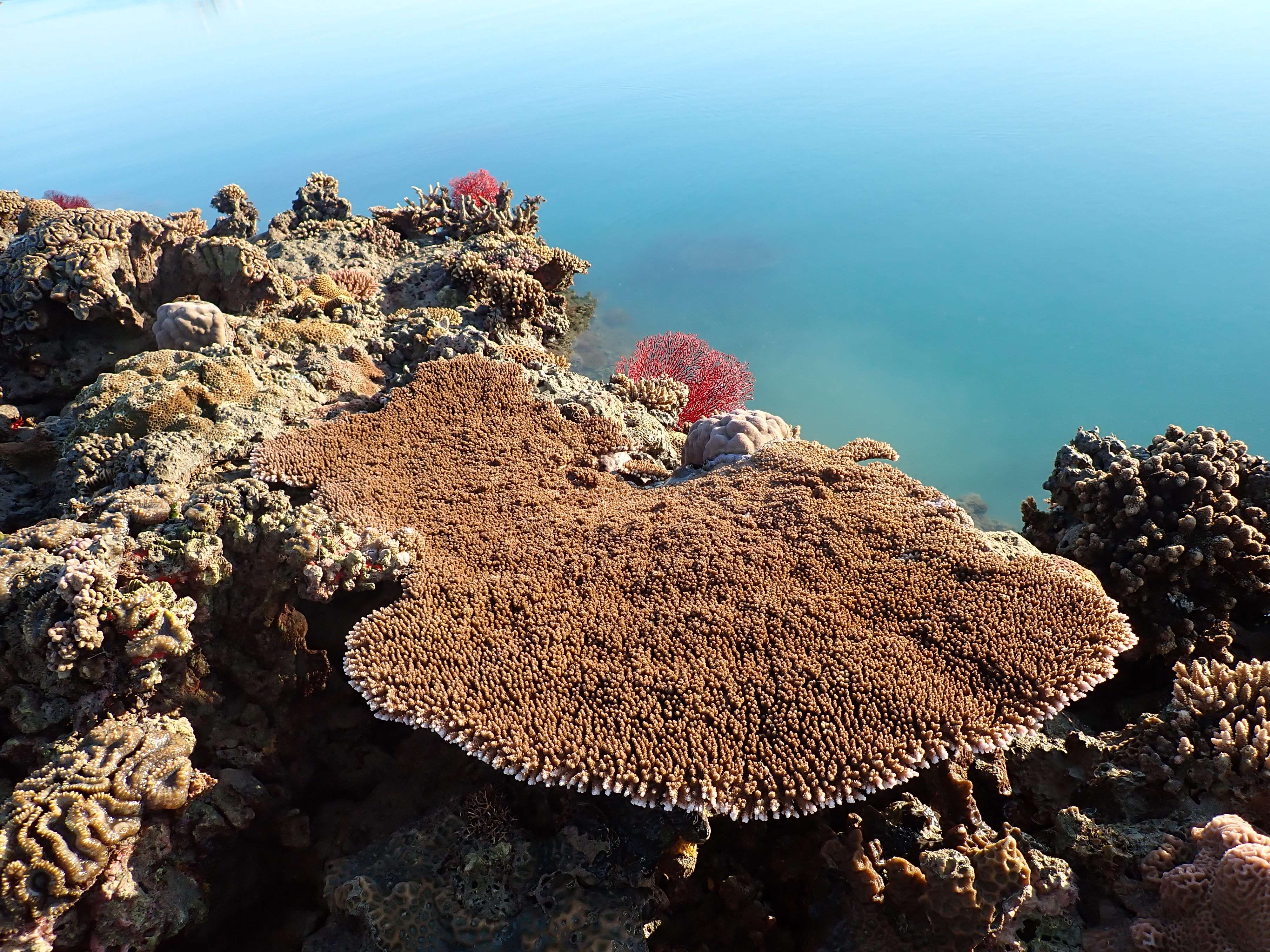 These corals could hold the key to saving our reefs - elocal magazine ...
