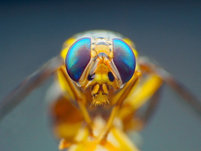 Insect brain map a landmark first step in unlocking human consciousness ...