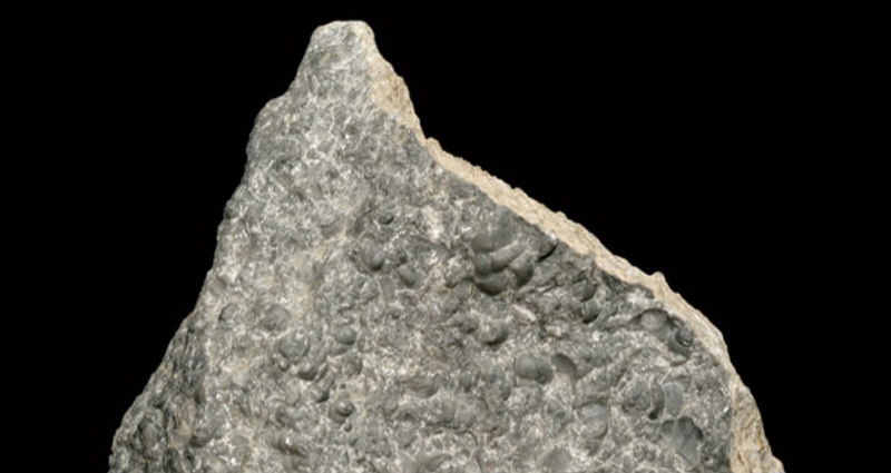 Today in History - 14-year-old finds New Zealand’s oldest fossils ...